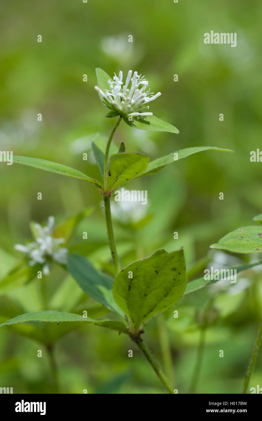 Pink Woodruff (Asperula taurina), blooming, Austria Stock Photo - Alamy