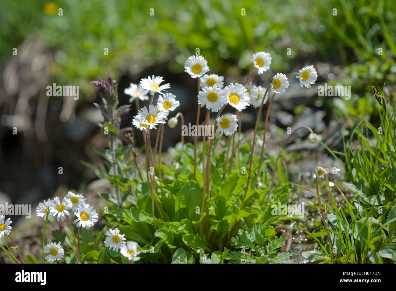 Daisy star, Daisy-star, Daisy-star aster (Aster bellidiastrum ...