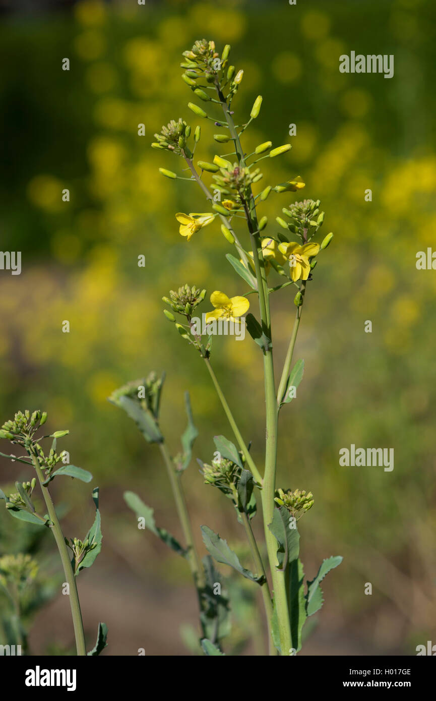 Turnip Rape (Brassica rapa ssp. oleifera), blooming Stock Photo - Alamy