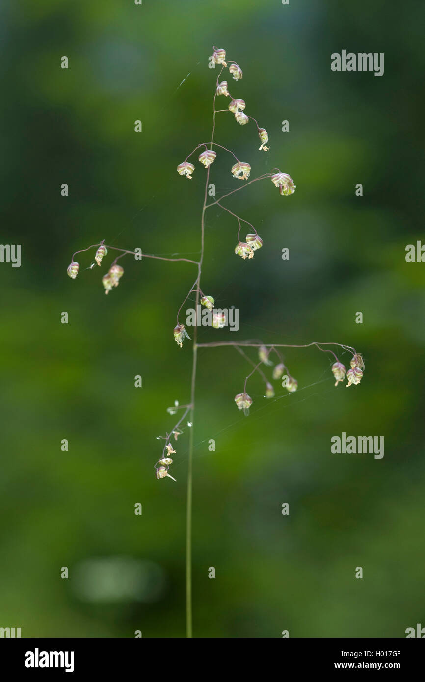 Dithering grass hi-res stock photography and images - Alamy