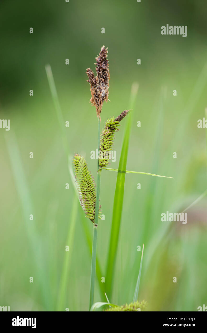 lesser pond-sedge (Carex acutiformis), inflorescence, Germany Stock ...