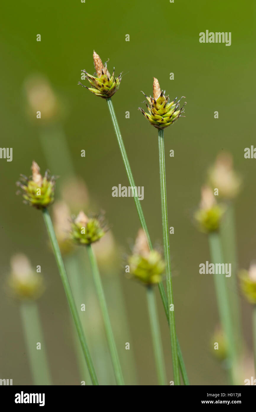 capitate sedge (Carex capitata), inflorescence, Italy Stock Photo - Alamy