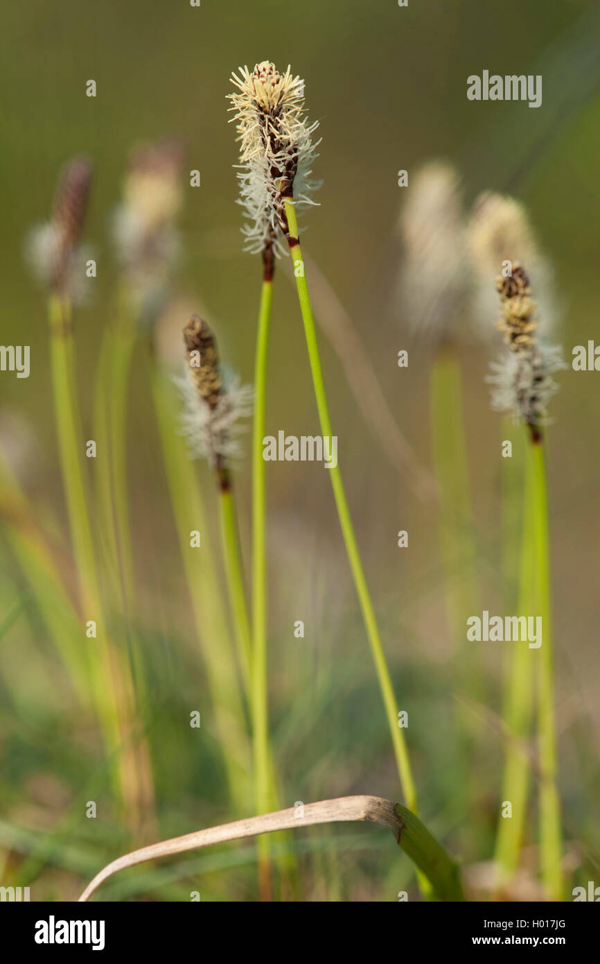 Rare spring sedge (Carex ericetorum), blooming, Germany Stock Photo - Alamy