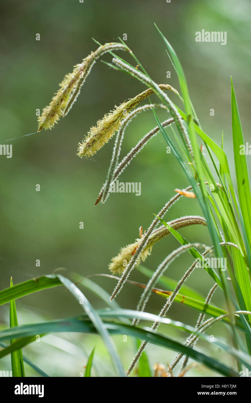 Pendulous sedge, Giant sedge grass (Carex pendula), inflorescence ...