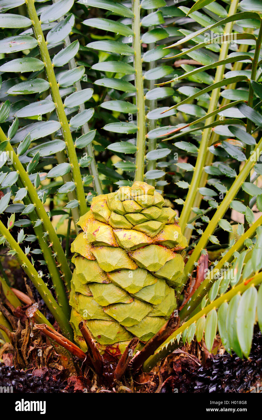 Cycad Tree Trees High Resolution Stock Photography and Images - Alamy