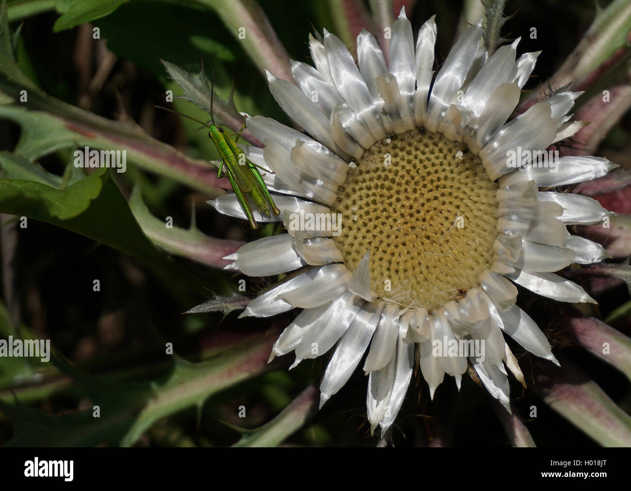 Beautiful mountain flower. Carlina acaulis. Mountain nature in the ...