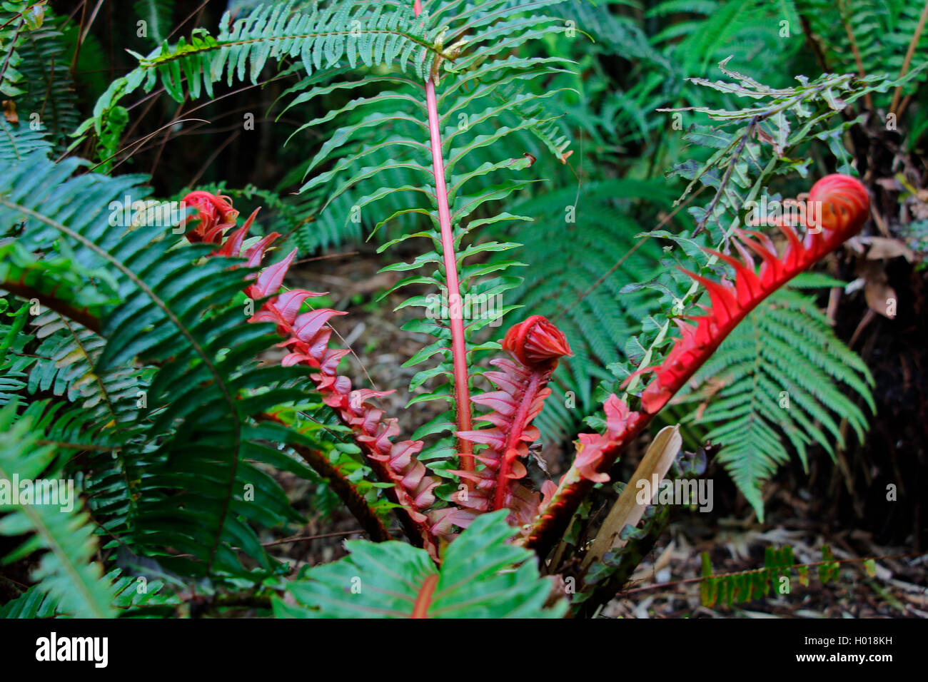 Red Brazilian Tree Fern High Resolution Stock Photography and Images ...