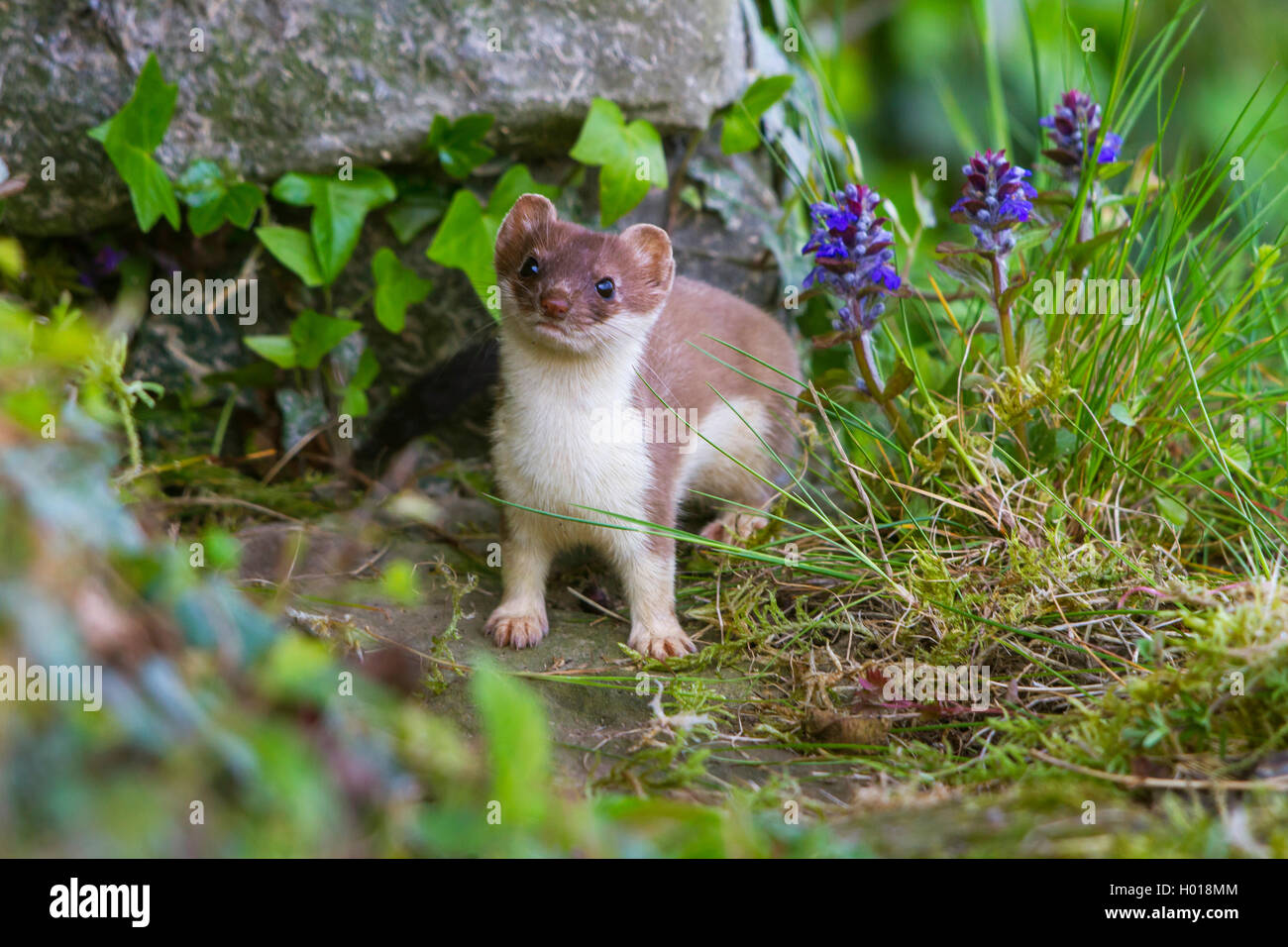 Ermine, Stoat, Short-tailed weasel (Mustela erminea), in front of its ...