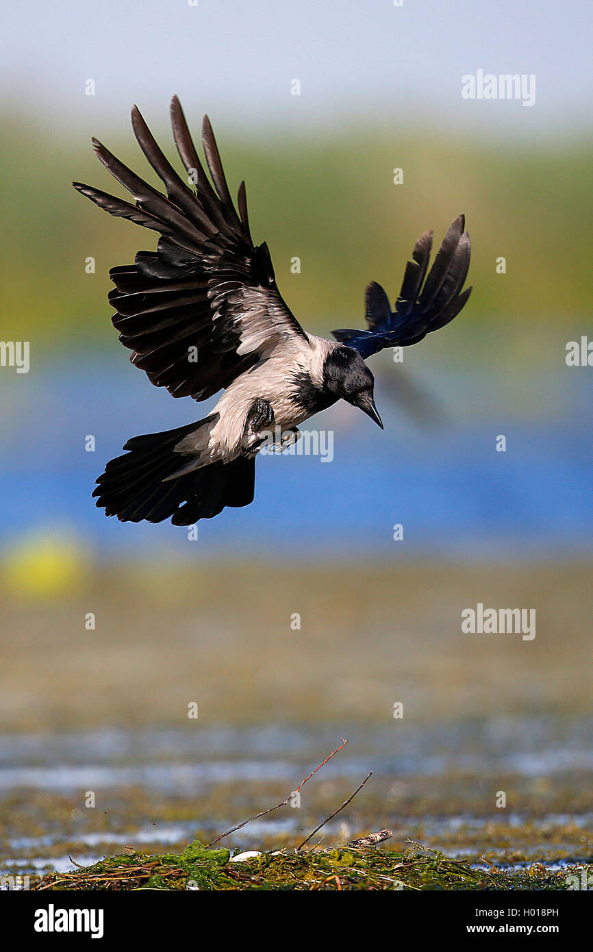 Crow landing hi-res stock photography and images - Alamy