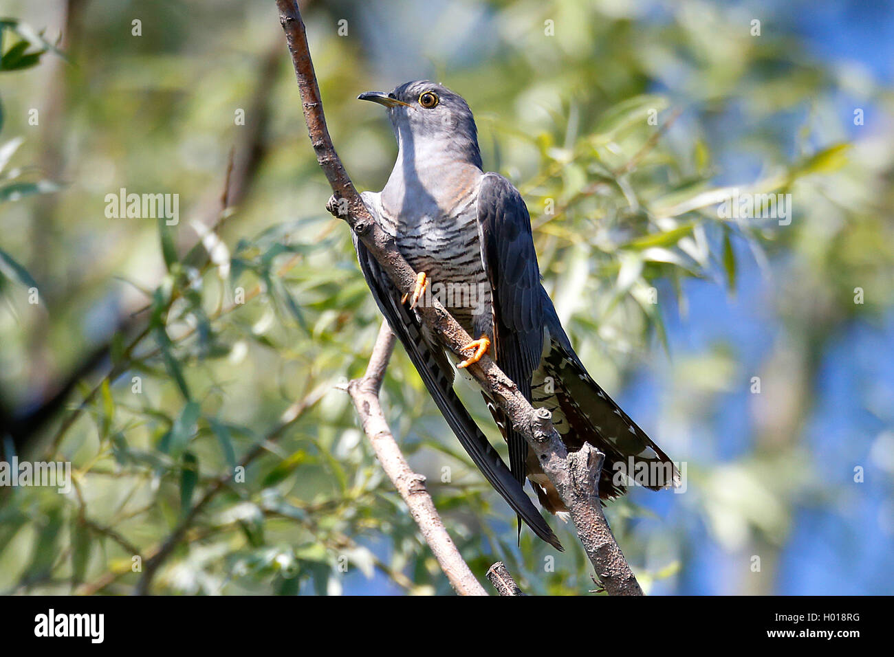 Eurasian cuckoo (Cuculus canorus), sitting on a branch, Romania, Danube ...