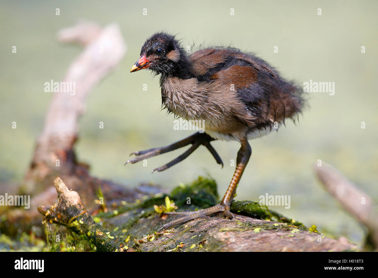 Moorhen in a tree hi-res stock photography and images - Alamy