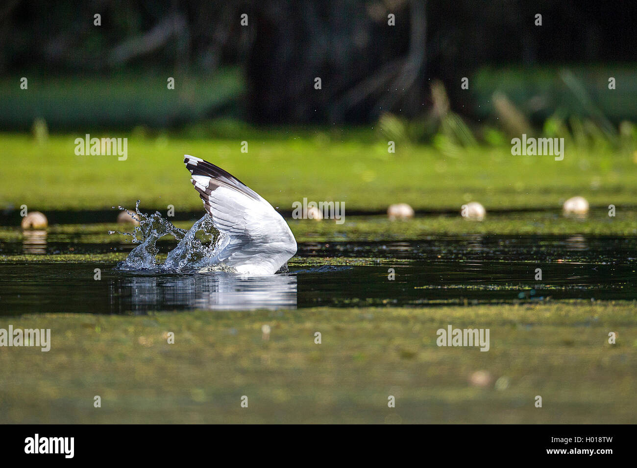 Wildlife danube delta hi-res stock photography and images - Alamy
