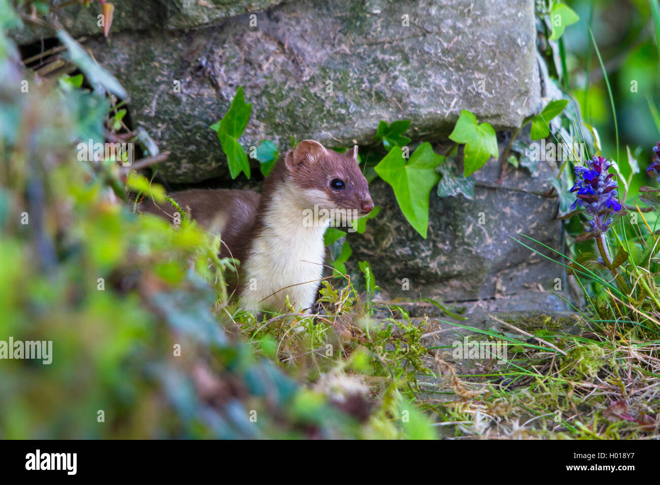 Ermine, Stoat, Short-tailed weasel (Mustela erminea), in front of its ...