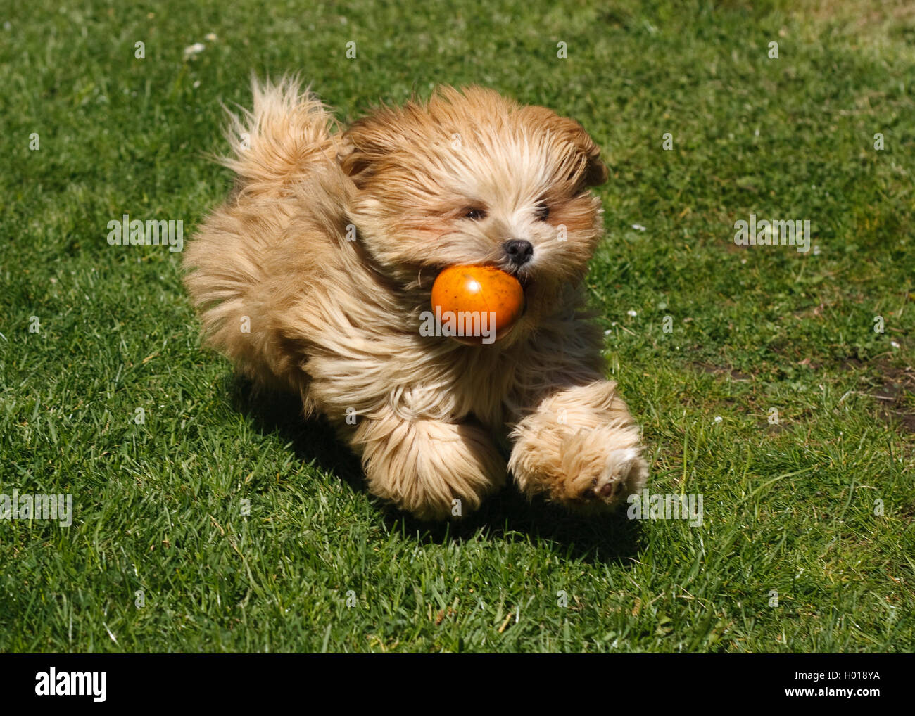 dog running with ball Stock Photo - Alamy