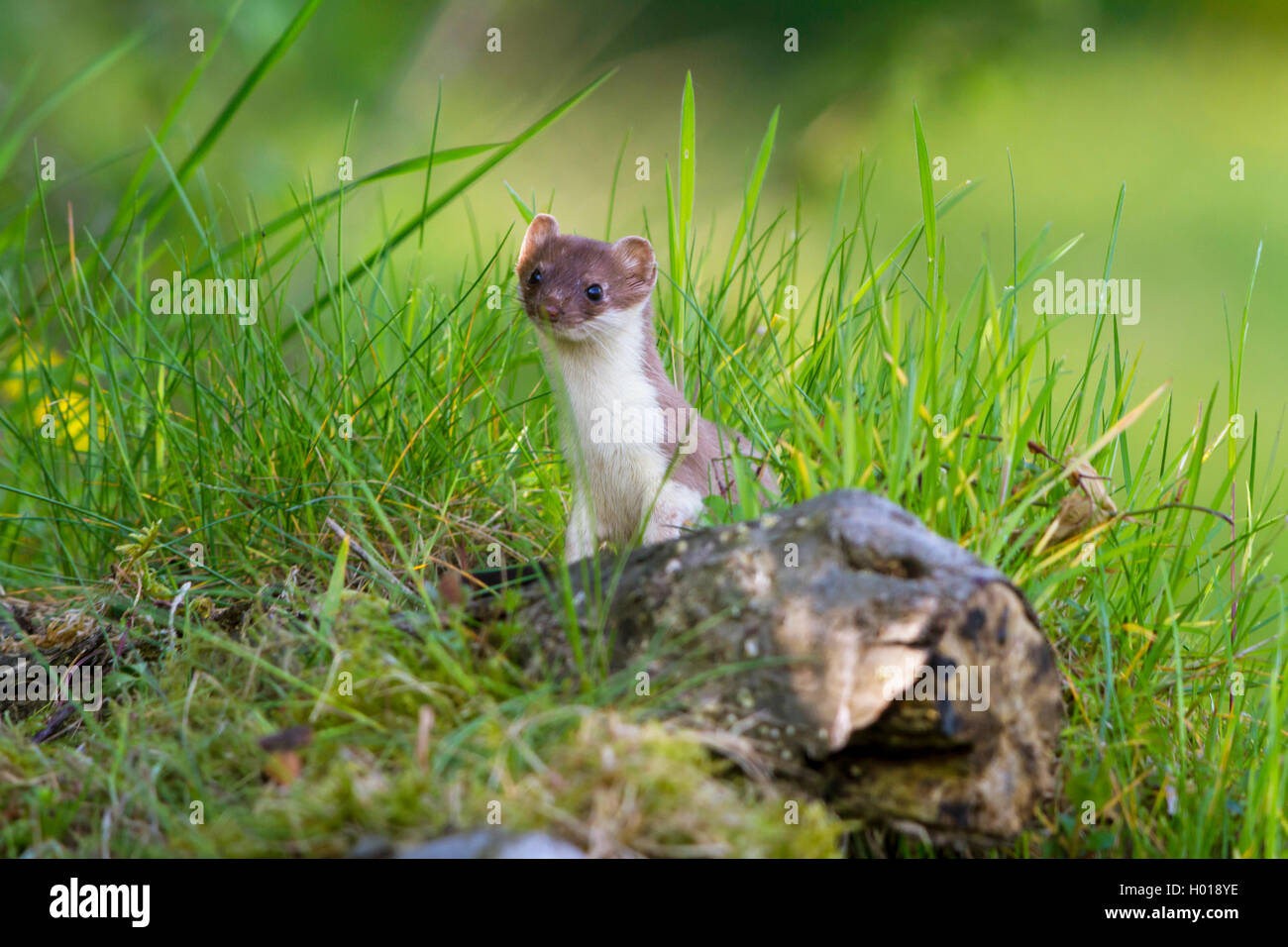 Ermine, Stoat, Short-tailed weasel (Mustela erminea), peering behind ...