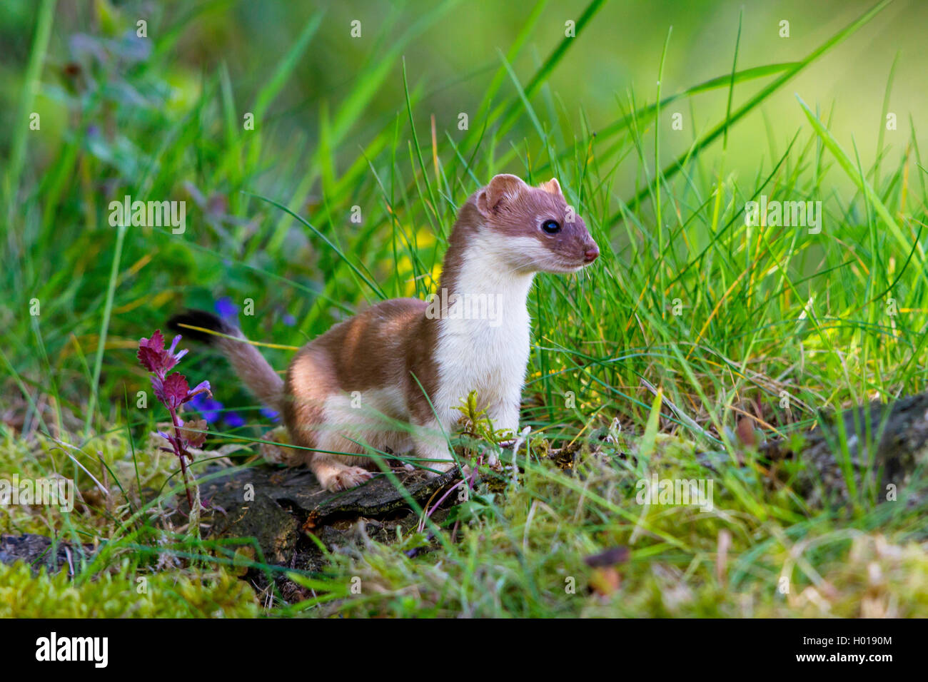 Stoat standing hi-res stock photography and images - Alamy