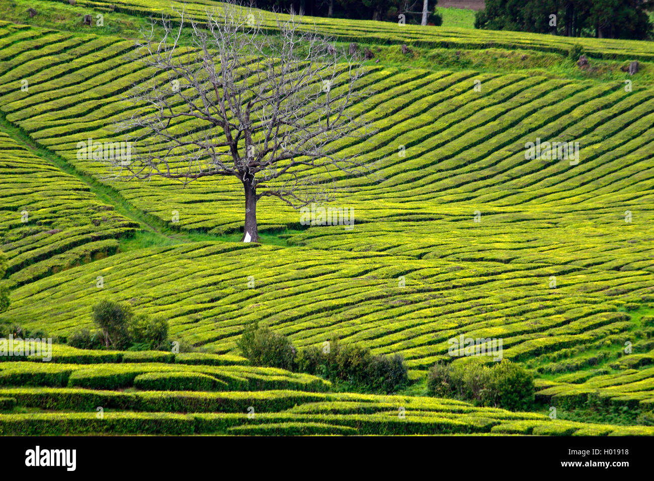 Thea Sinensis High Resolution Stock Photography and Images - Alamy