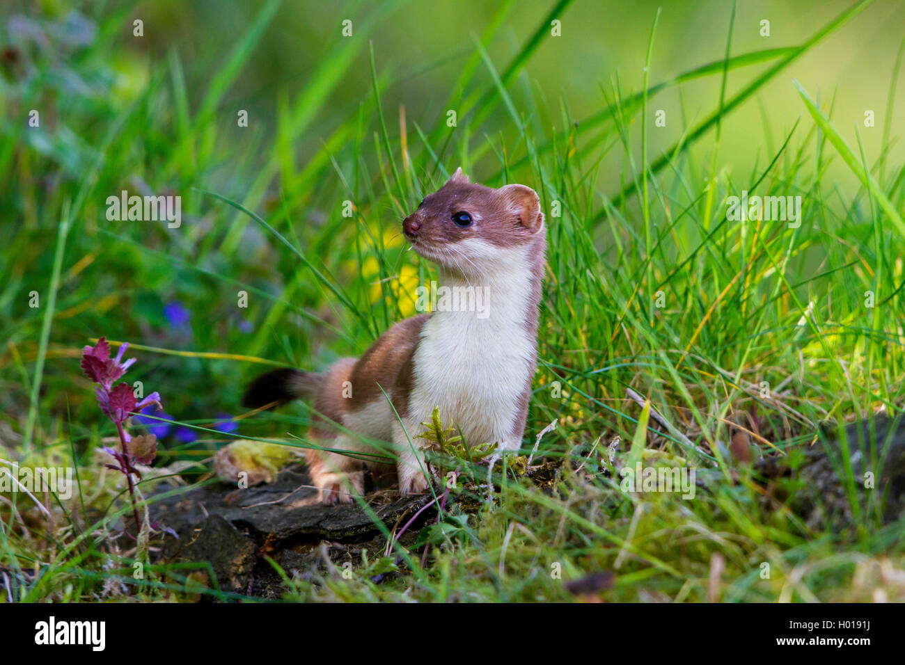 Ermine, Stoat, Short-tailed weasel (Mustela erminea), standing on dead ...