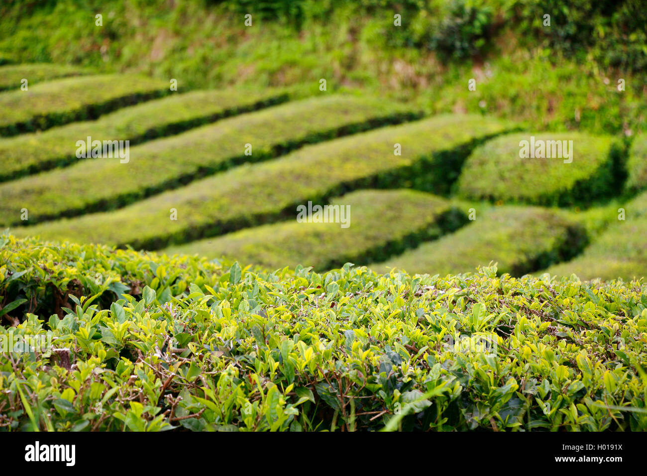 Tea Thea Sinensis Camellia Plant High Resolution Stock Photography and ...