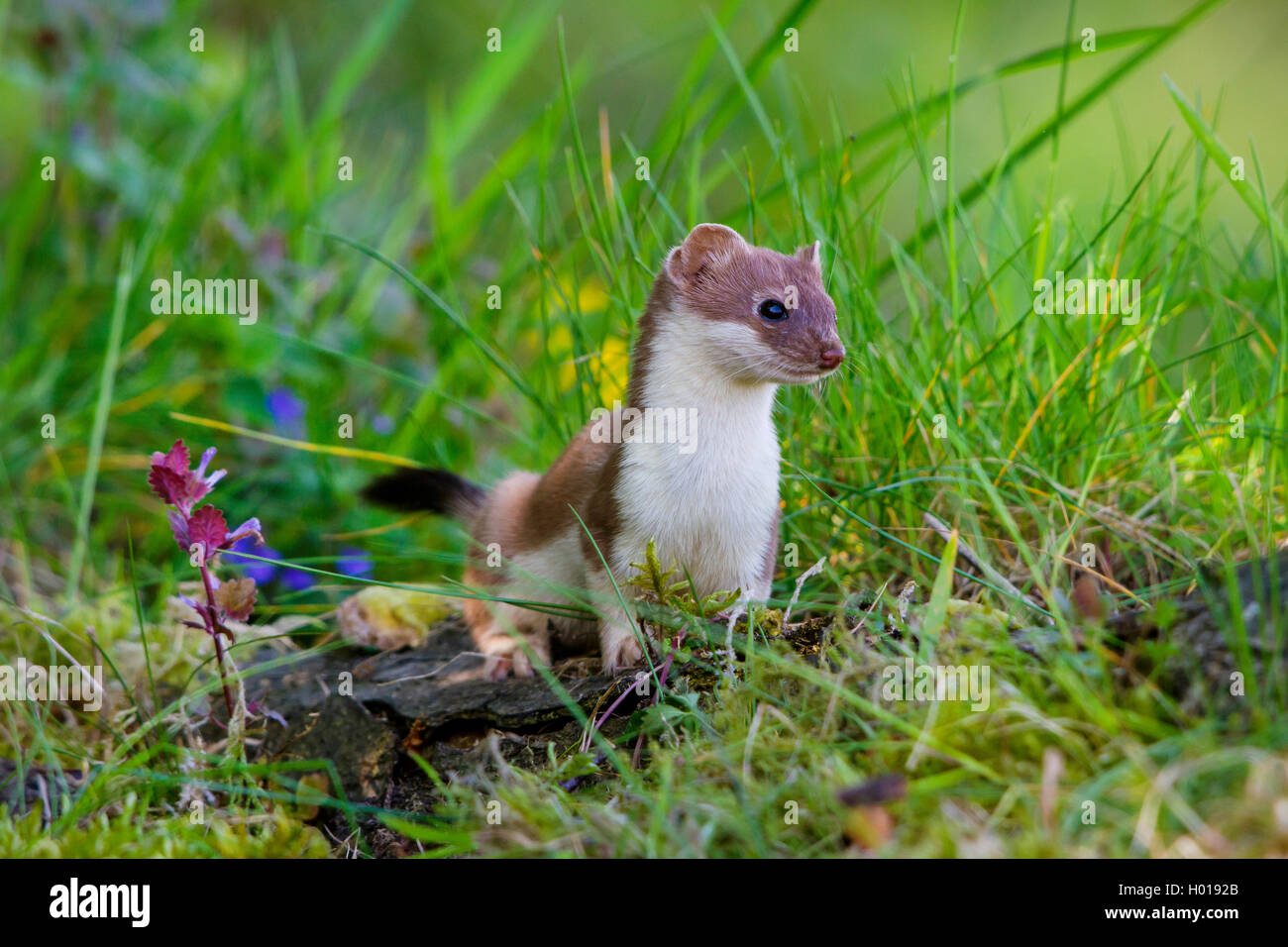 Ermine, Stoat, Short-tailed weasel (Mustela erminea), standing on dead ...