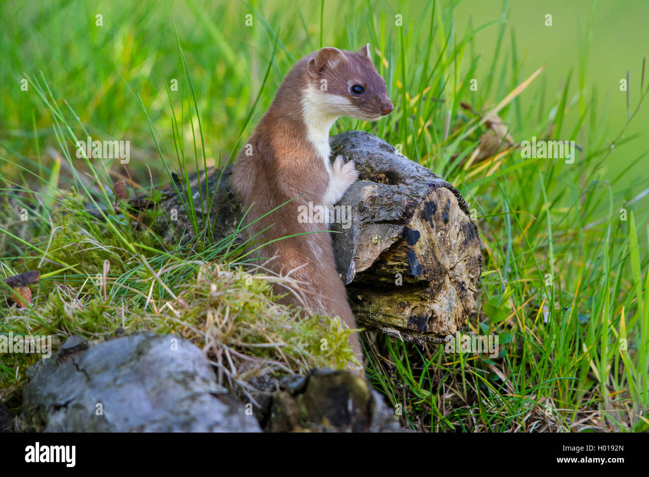 Ermine, Stoat, Short-tailed weasel (Mustela erminea), standing on dead ...