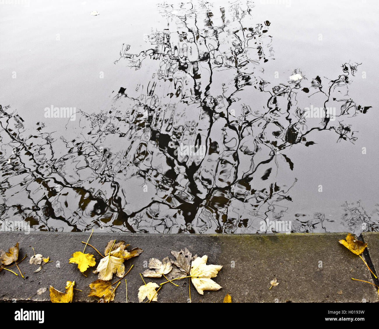 Reflection of tree in water with autumn leaves Stock Photo - Alamy