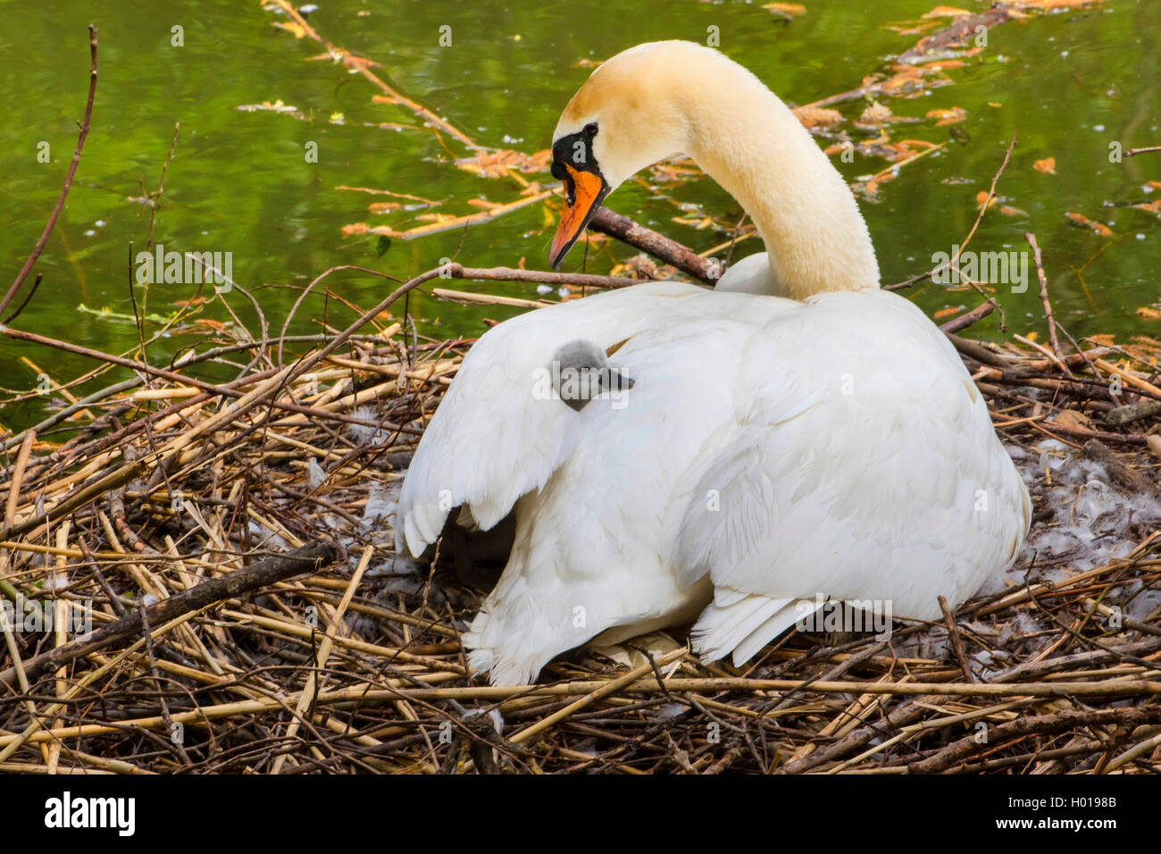 mute swan (Cygnus olor), breeding on the nest, fledgling looking out the feathers, Switzerland ...