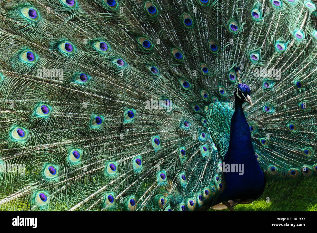 Colours of feathers hi-res stock photography and images - Alamy