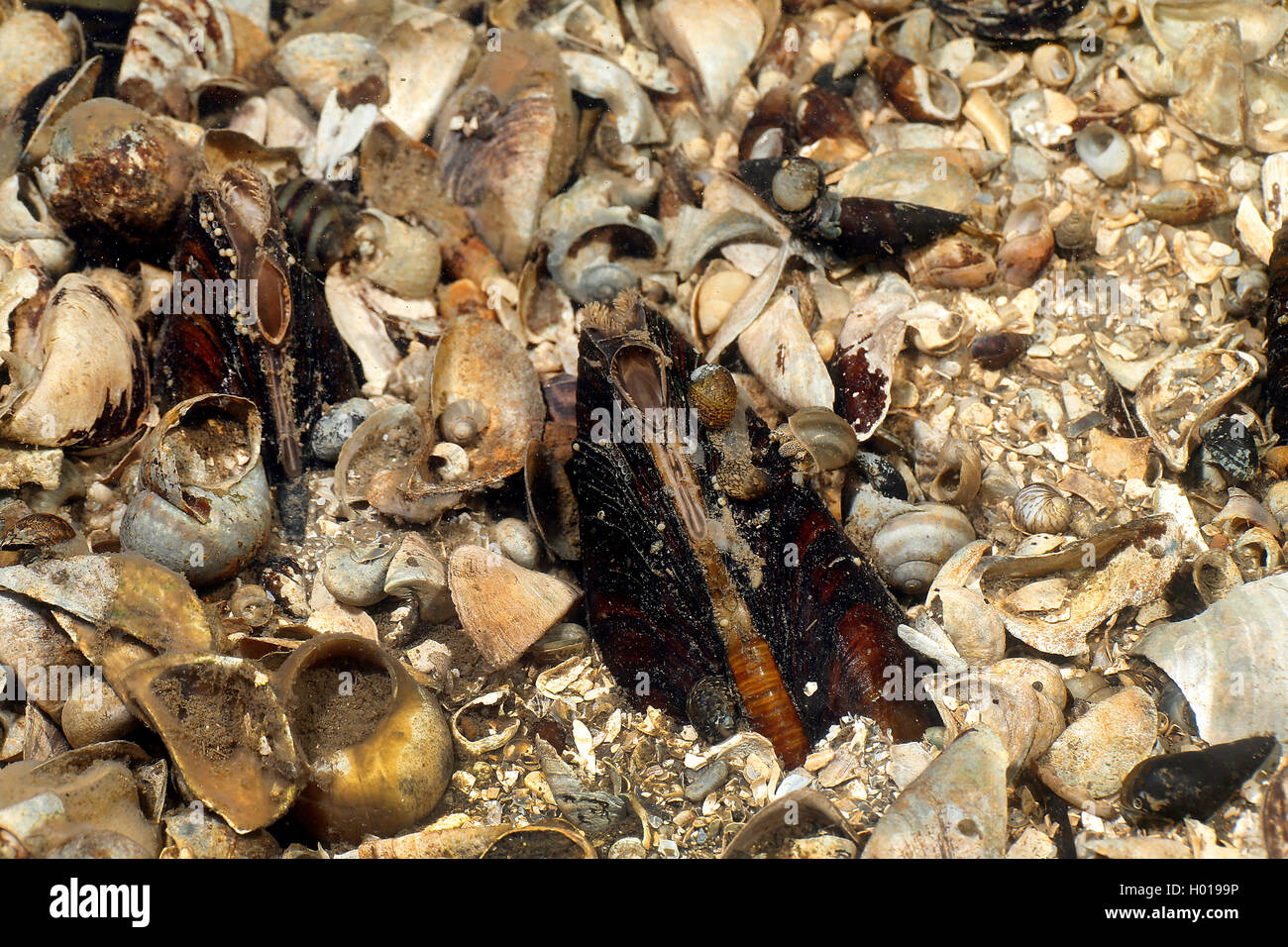 bivalves, mussels (Bivalvia), different mussels in Danube delta ...