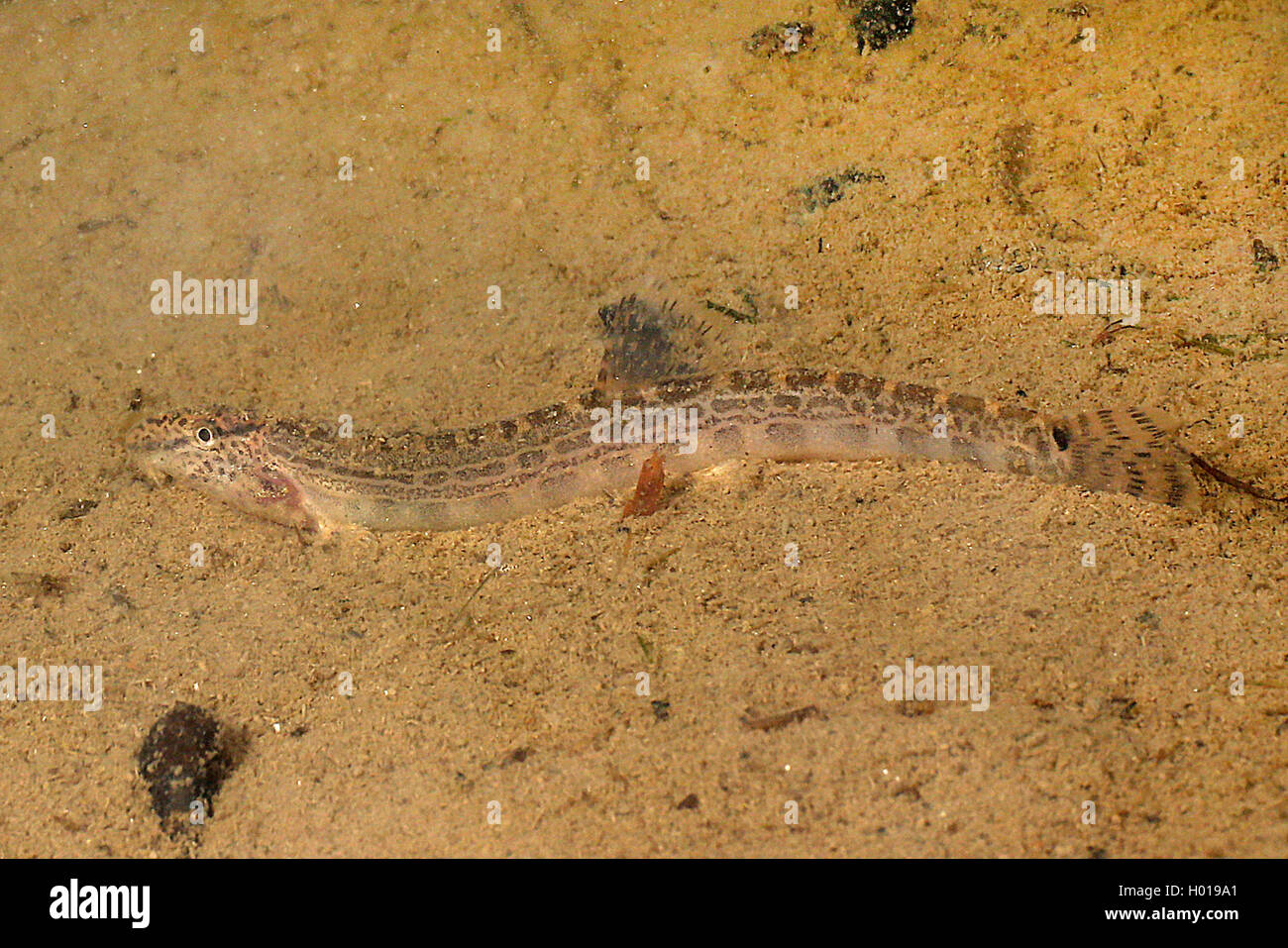 Fisch Steinbeisser Stock Photos & Fisch Steinbeisser Stock Images - Alamy