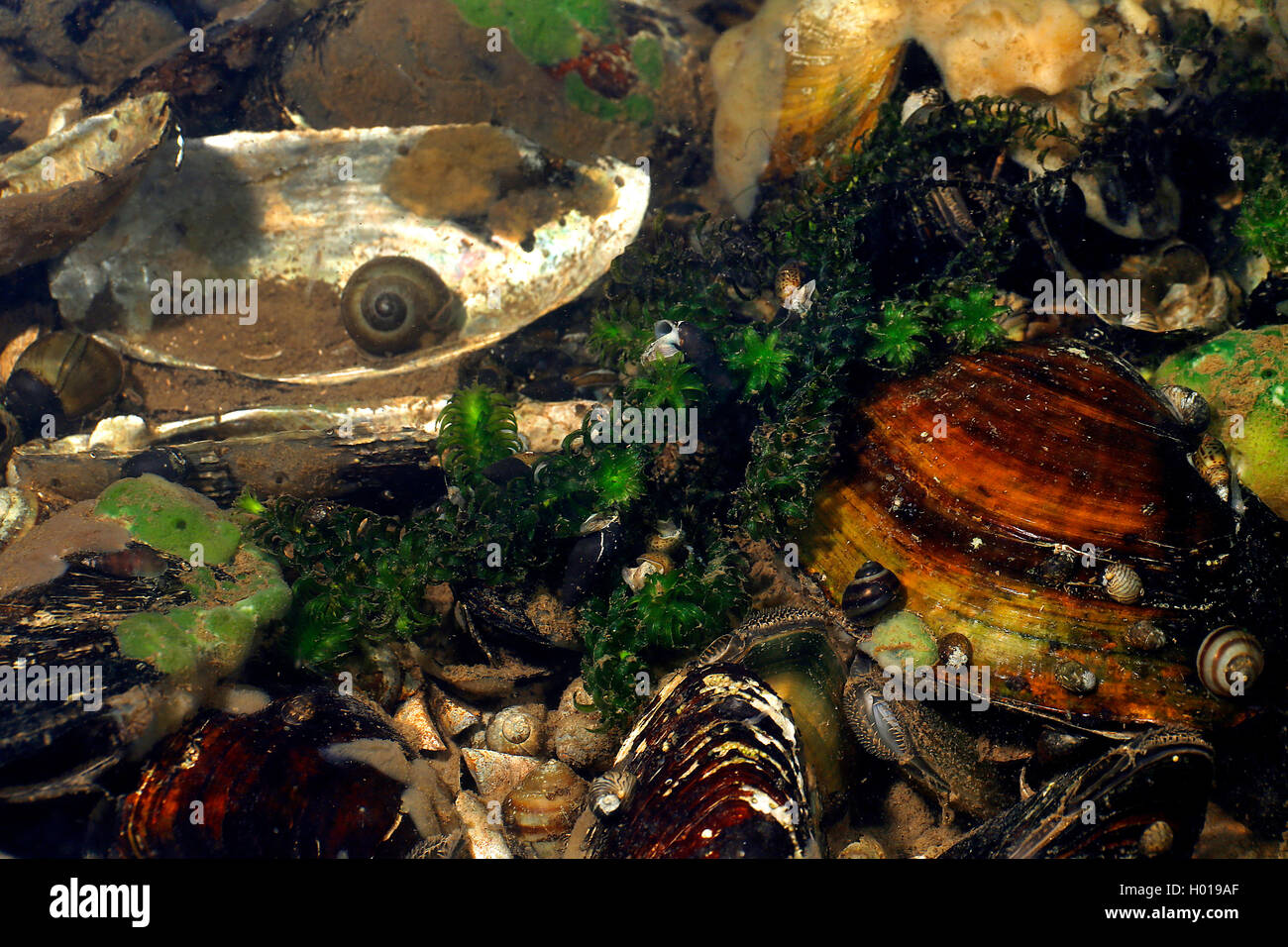 bivalves, mussels (Bivalvia), different mussels in Danube delta ...