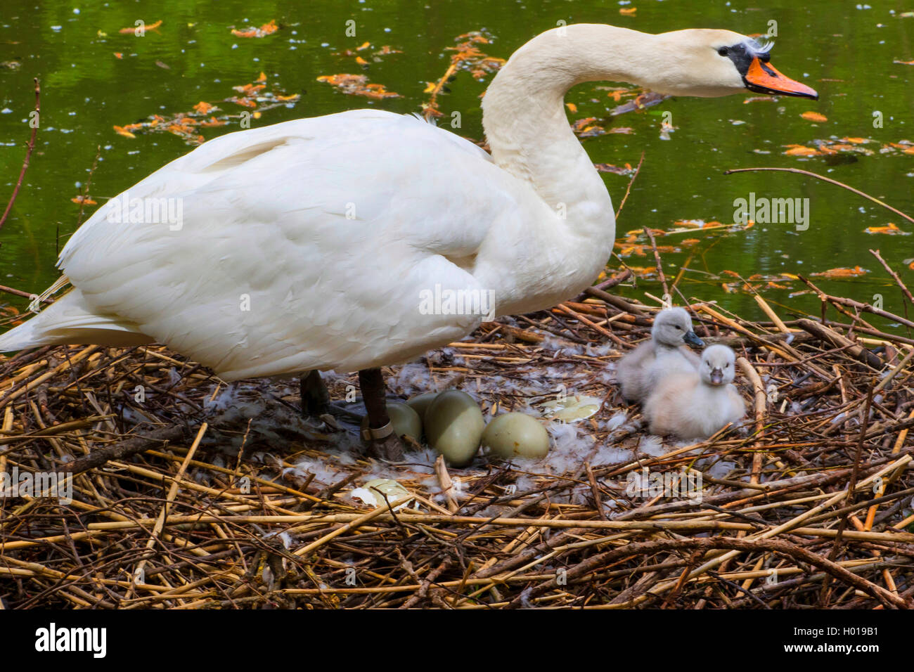Swan eggs hi-res stock photography and images - Alamy
