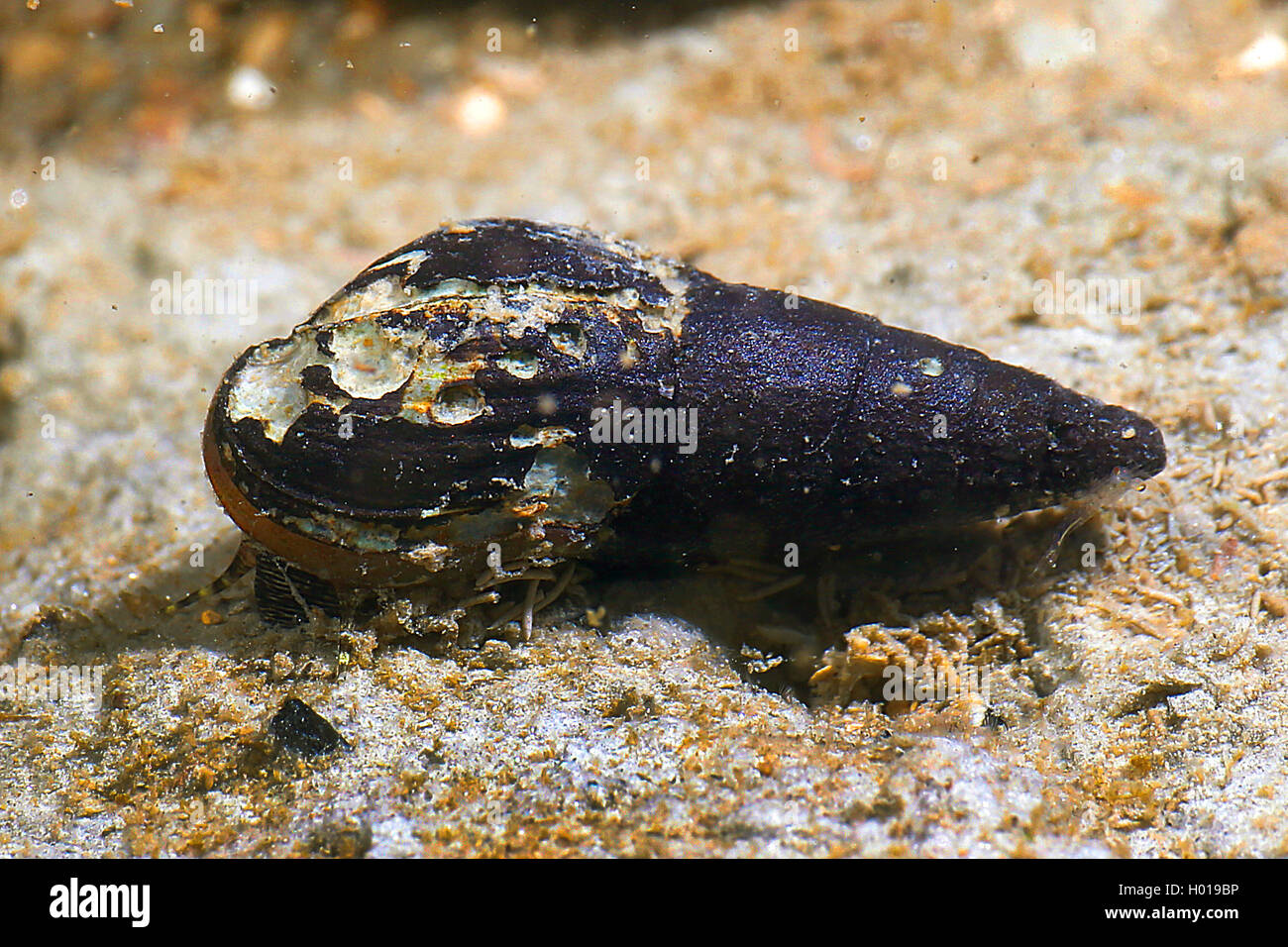 Freshwater fauna hi-res stock photography and images - Alamy