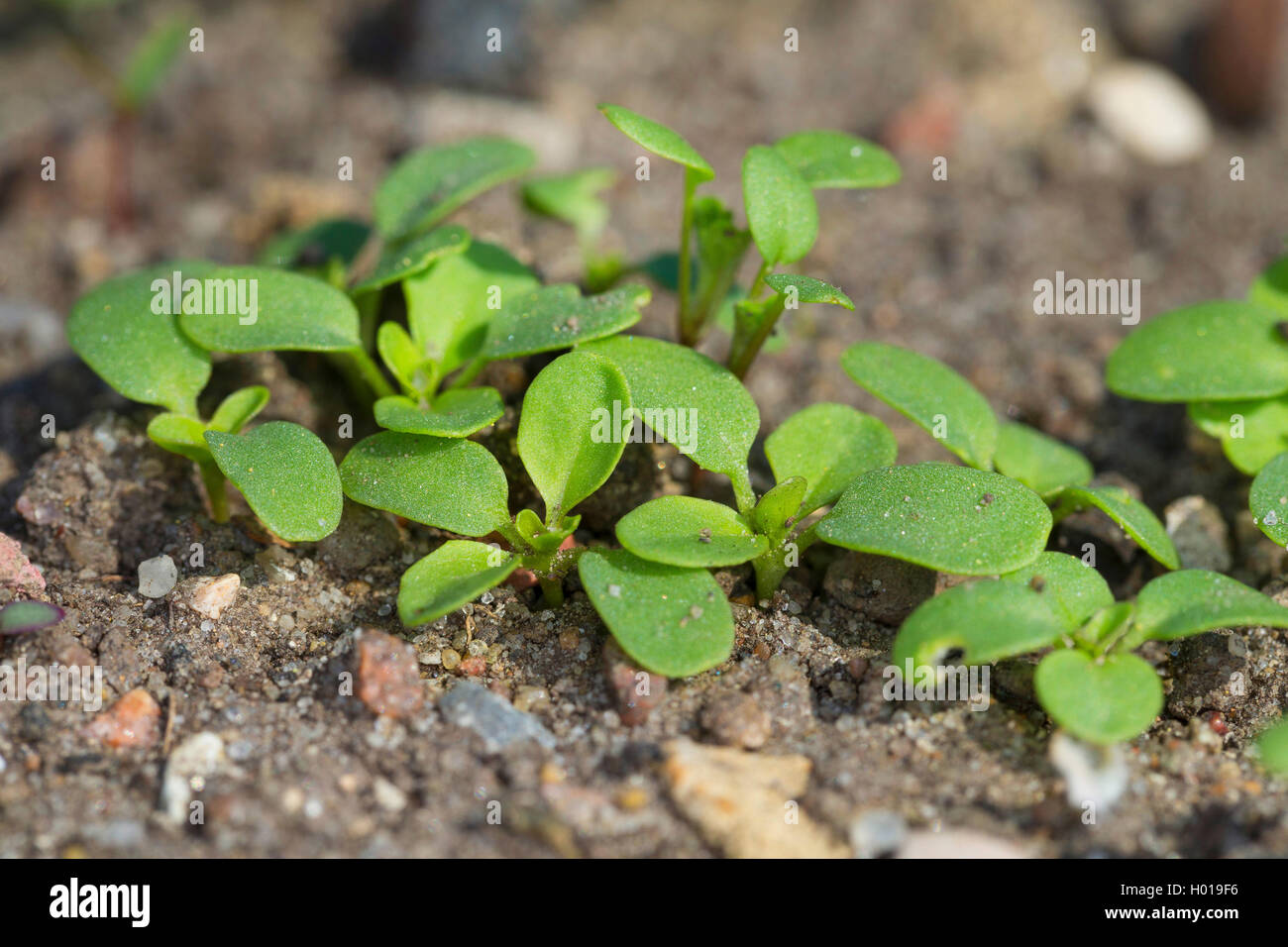 field penny-cress, pennycress (Thlaspi arvense), youg leaves, Germany ...