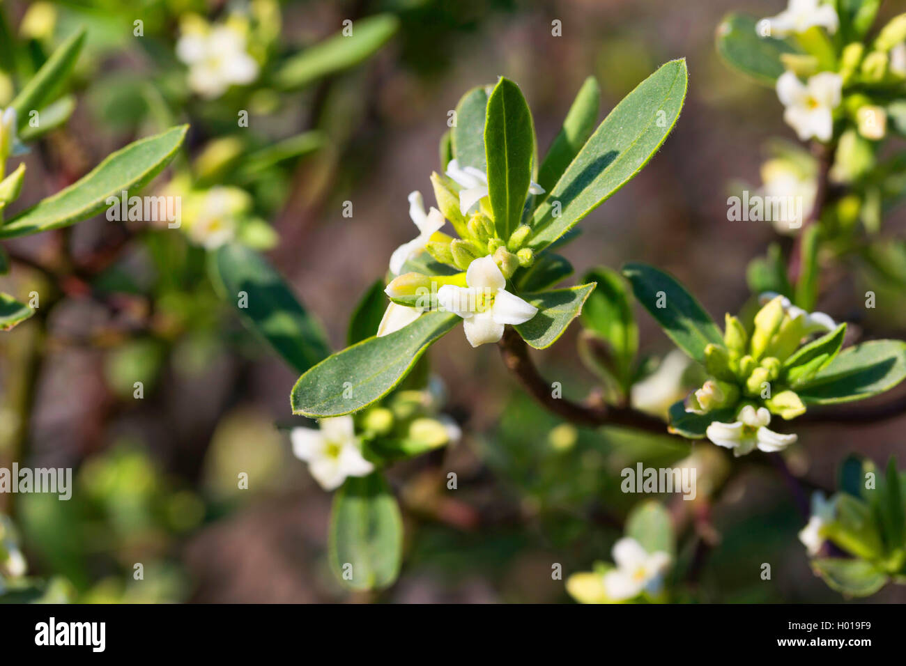 alpine daphne (Daphne alpinum), blooming, Austria Stock Photo - Alamy