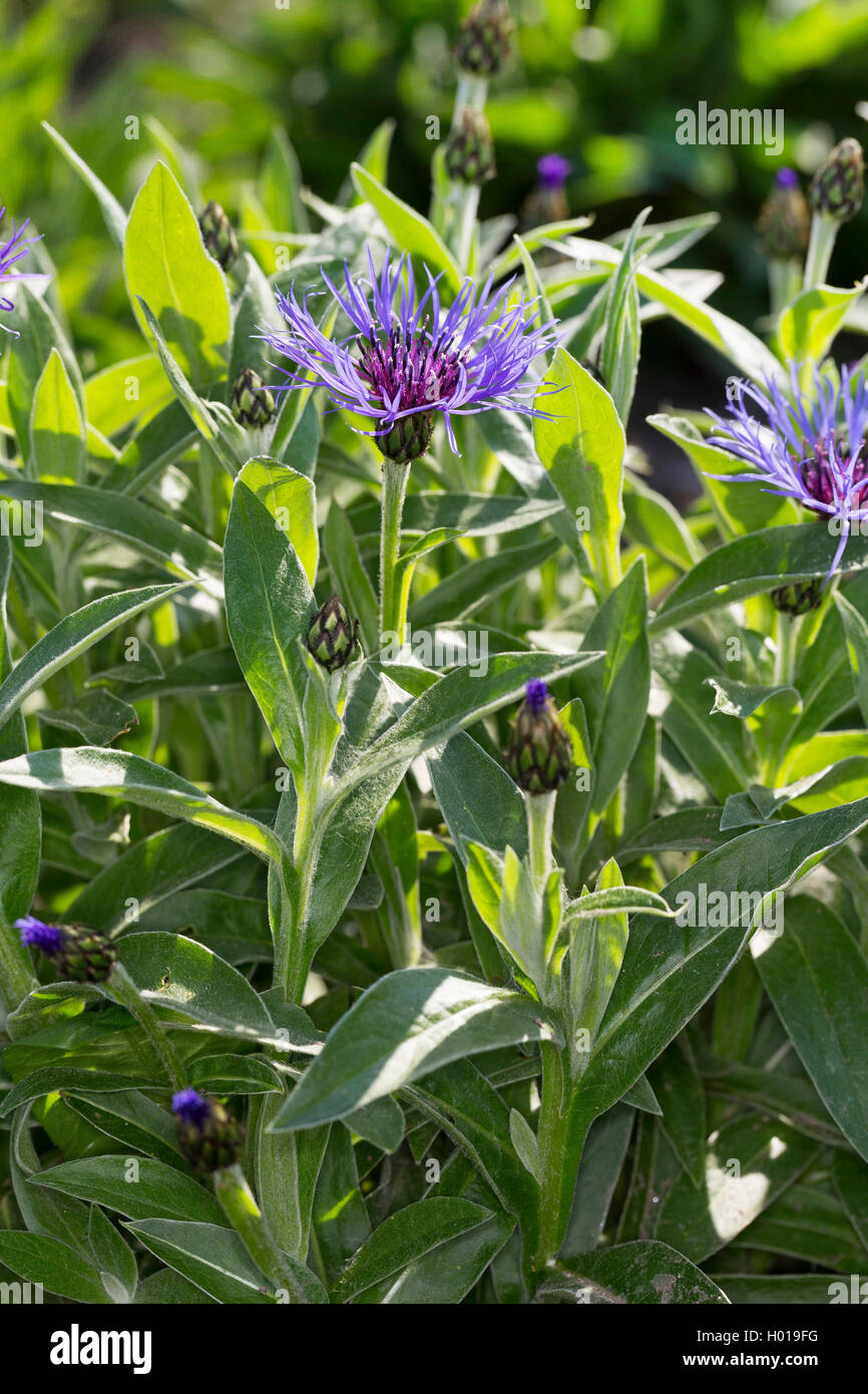 Montane star-thistle, Perennial cornflower, Mountain knapweed, Mountain ...