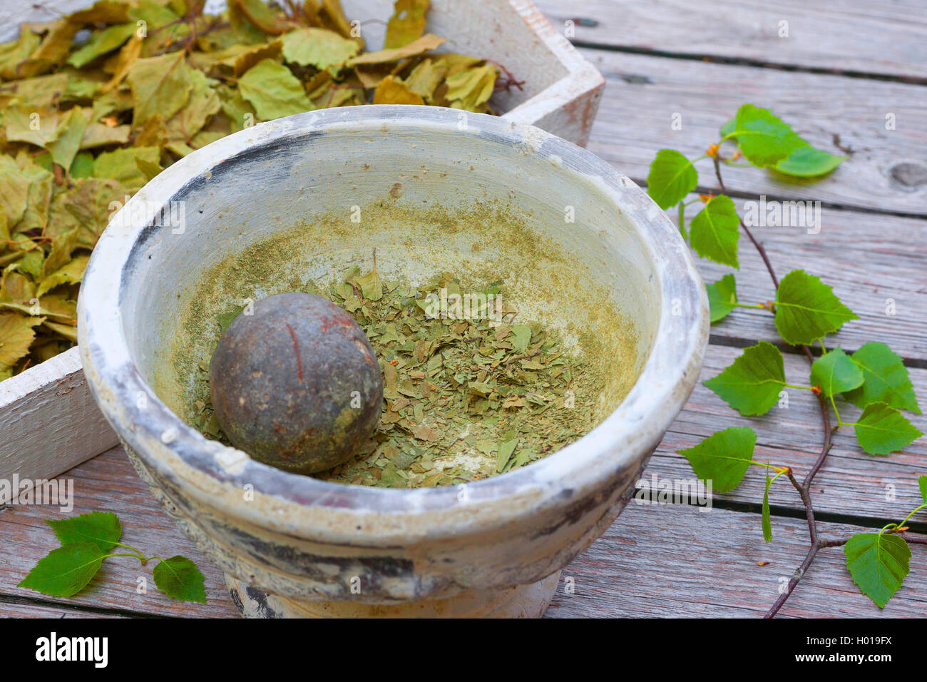 salt made from birch leaves, Germany Stock Photo - Alamy