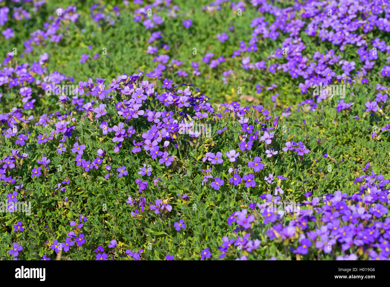 Purple rock cress hi-res stock photography and images - Alamy