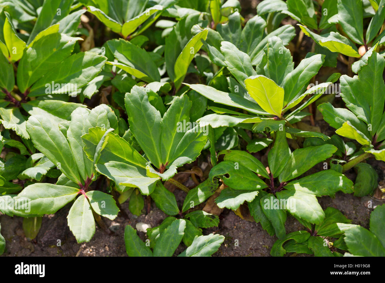Schneerose, Christrose, Schwarze Nieswurz (Helleborus niger), Blaetter ...