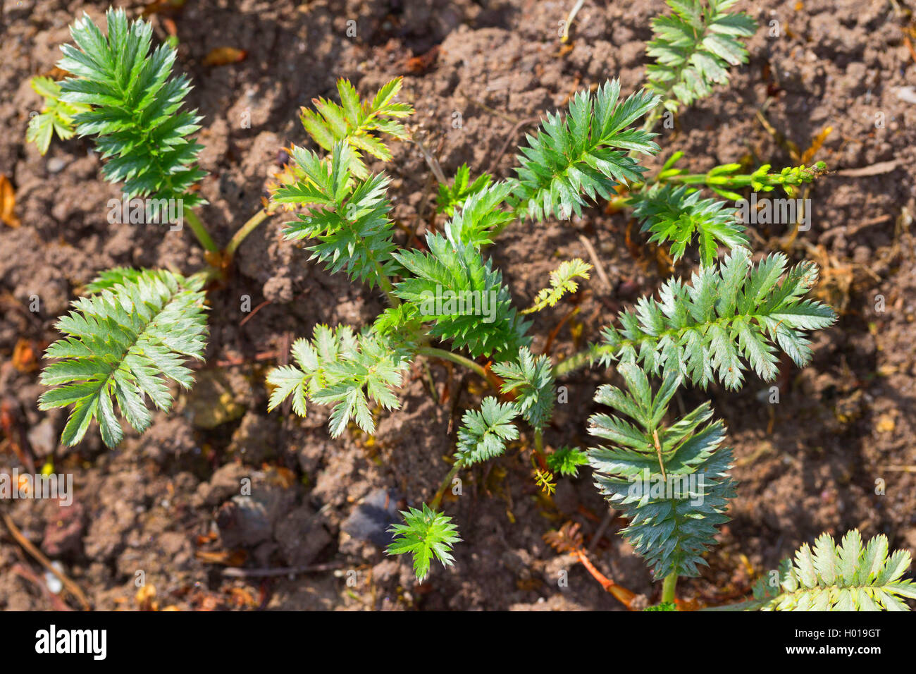 Weed seedling hi-res stock photography and images - Alamy