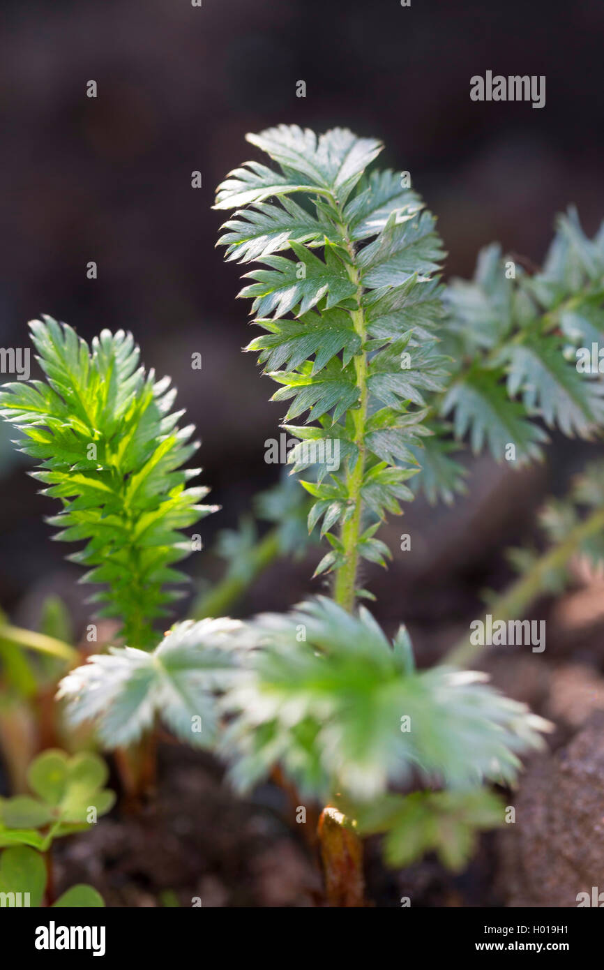 Weed seedling hi-res stock photography and images - Alamy