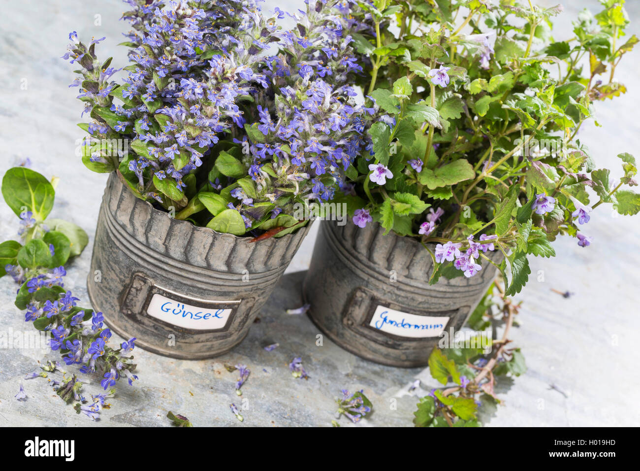 Common bugle, Creeping bugleweed (Ajuga reptans), Creeping bugleweed ...