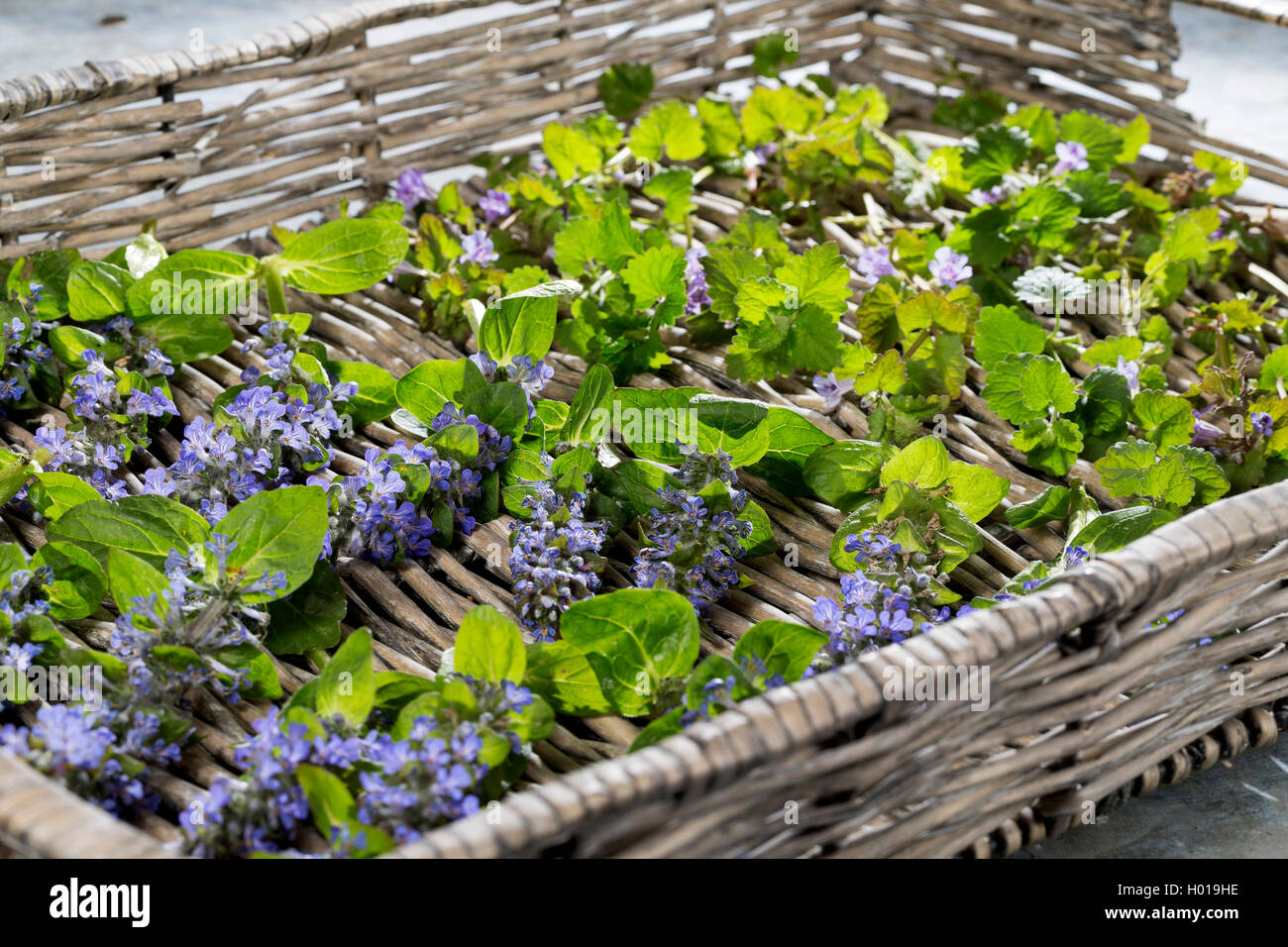 Ajuga reptans bugle medicinal plant hi-res stock photography and images ...