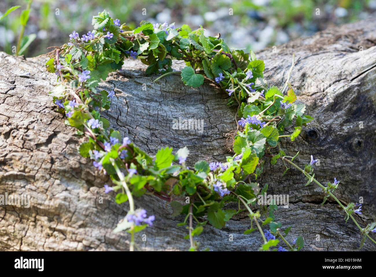 gill-over-the-ground, ground ivy (Glechoma hederacea), garland made ...