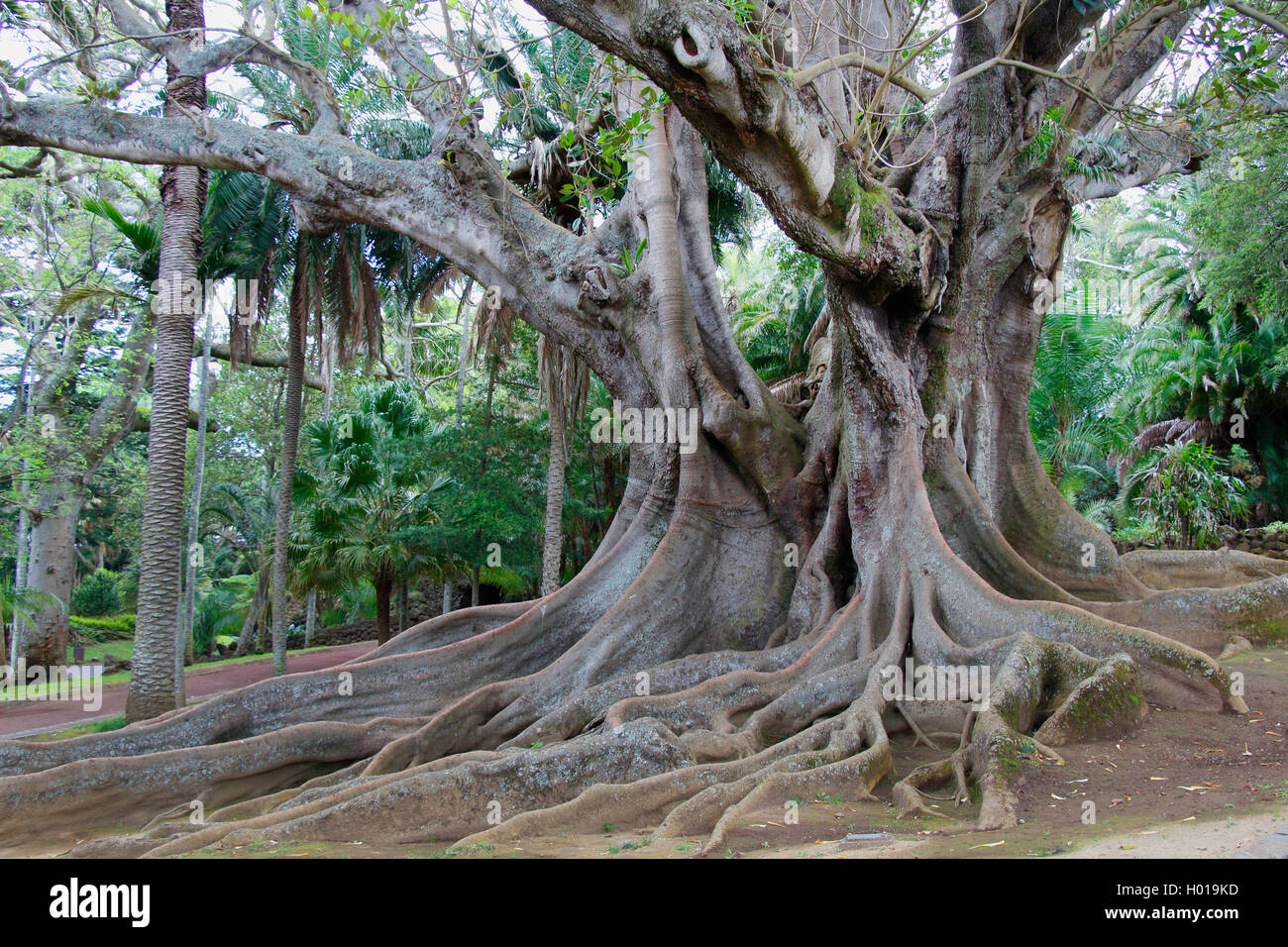 Buttress Roots Ficus Tree Ficus High Resolution Stock Photography and ... Buttress Roots Ficus Tree Ficus High Resolution Stock Photography and ...