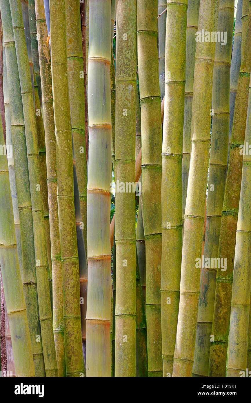 Bamboo Cane High Resolution Stock Photography and Images - Alamy