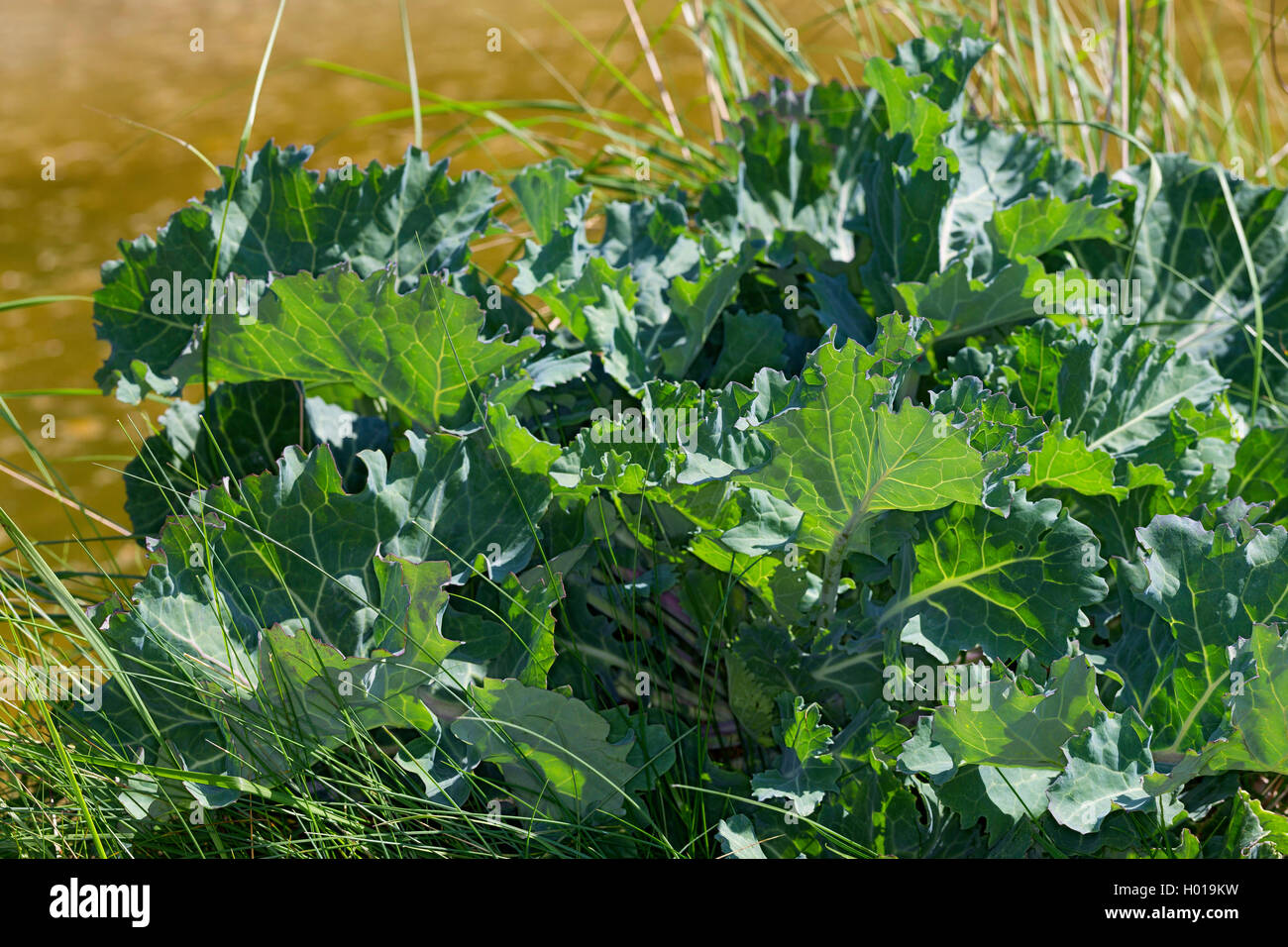 Seakale leaves plant hi-res stock photography and images - Alamy