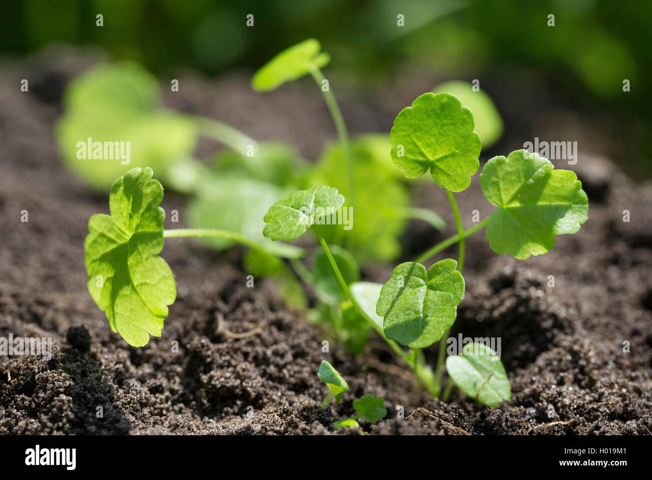 Musk cheeseweed malva moschata hi-res stock photography and images - Alamy