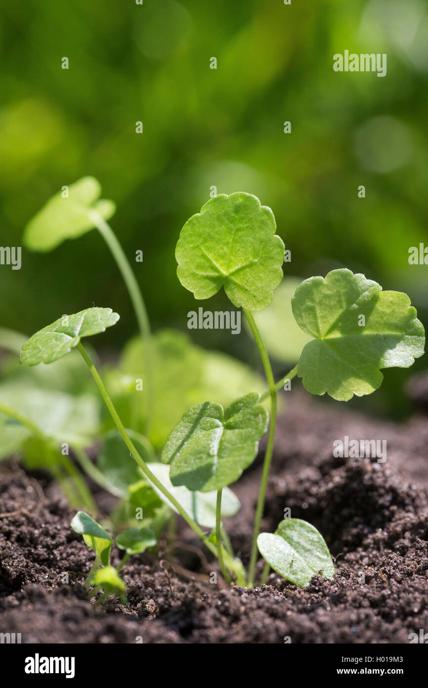 Musk cheeseweed malva moschata hi-res stock photography and images - Alamy