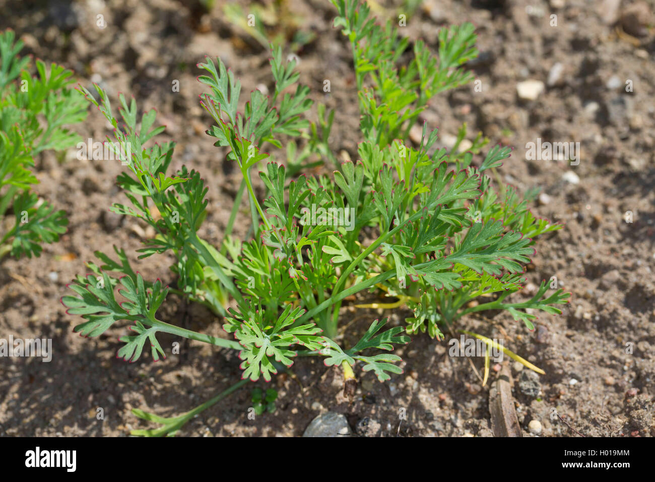 Poppy seedlings hi-res stock photography and images - Alamy